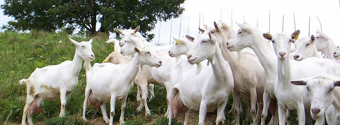 Slovenska sanska koza (SA) | Drobnica